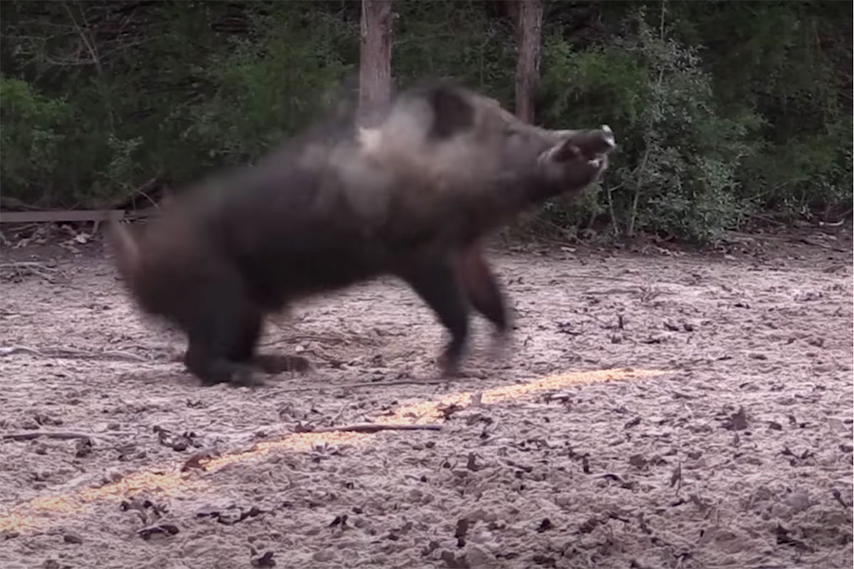 The .300 Win Mag Did a Number on This Big Feral Hog - Wide Open Spaces