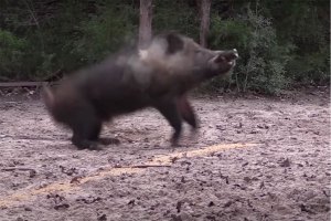 The .300 Win Mag Did a Number on This Big Feral Hog - Wide Open Spaces