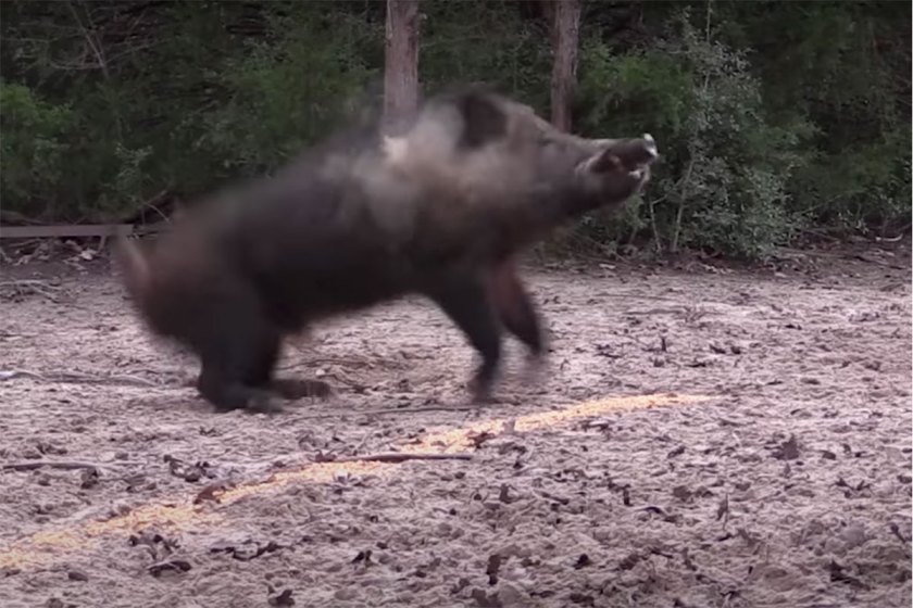 The .300 Win Mag Did a Number on This Big Feral Hog - Wide Open Spaces