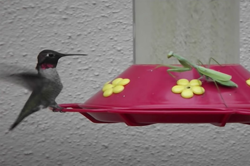 7 Praying Mantis Videos That Prove Hummingbirds Are on the Menu - Wide ...