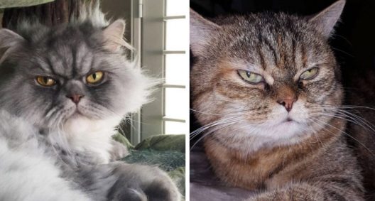 15 Grumpy Cats That Are Just Like 'Ok, Human, Whatever'