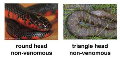 Easy Tips for Identifying Snakes - Wide Open Spaces