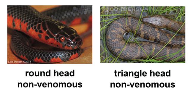 Easy Tips for Identifying Snakes - Wide Open Spaces