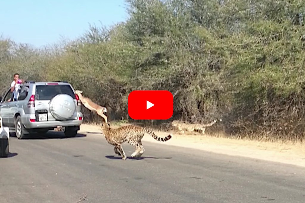 Impala Fleeing Cheetahs Takes Refuge Inside Tourist's Car - Wide Open ...