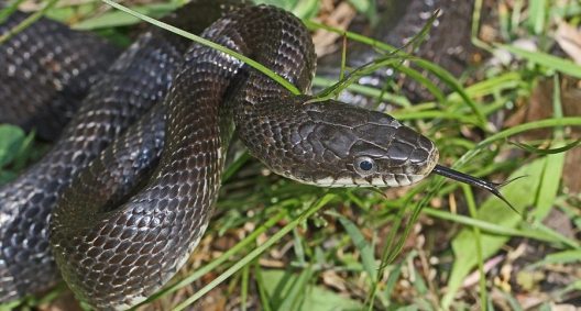 Easy Tips for Identifying Snakes - Wide Open Spaces