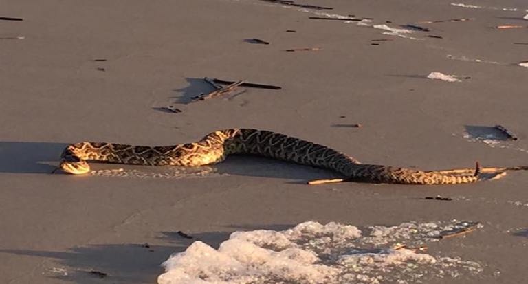 Rattlesnakes Can Swim? Rattler Wanders Ashore on Hilton Head, Couple ...