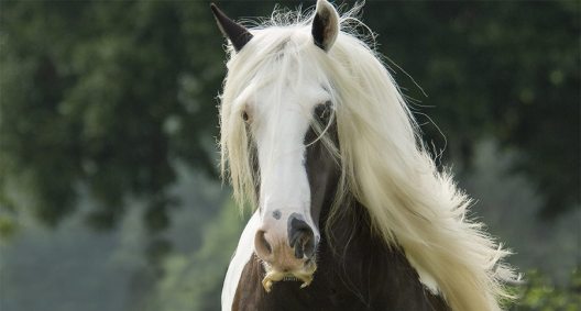 Did You Know That Gypsy Vanner Horses Have Mustaches?