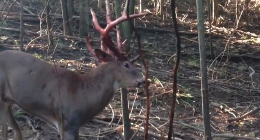 Five Strikes and You're Out! Tim Wells' Wife and an Epic Deer Fail ...