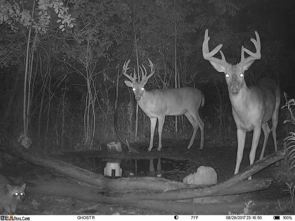 This Guy Captures The Coolest Trail Camera Pictures - Wide Open Spaces