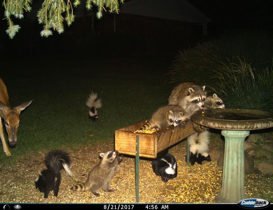 This Guy Captures The Coolest Trail Camera Pictures - Wide Open Spaces