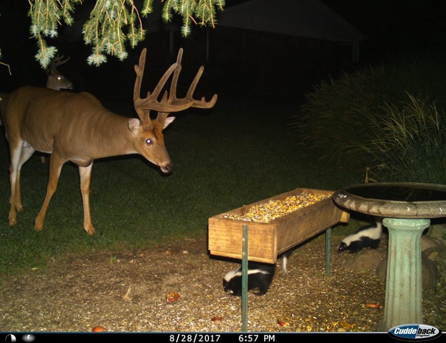 This Guy Captures The Coolest Trail Camera Pictures - Wide Open Spaces