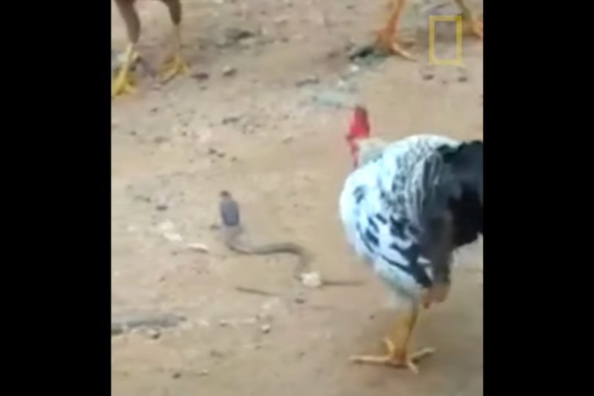 Rooster vs. Cobra: Unlikely Animal Showdown Caught on Video
