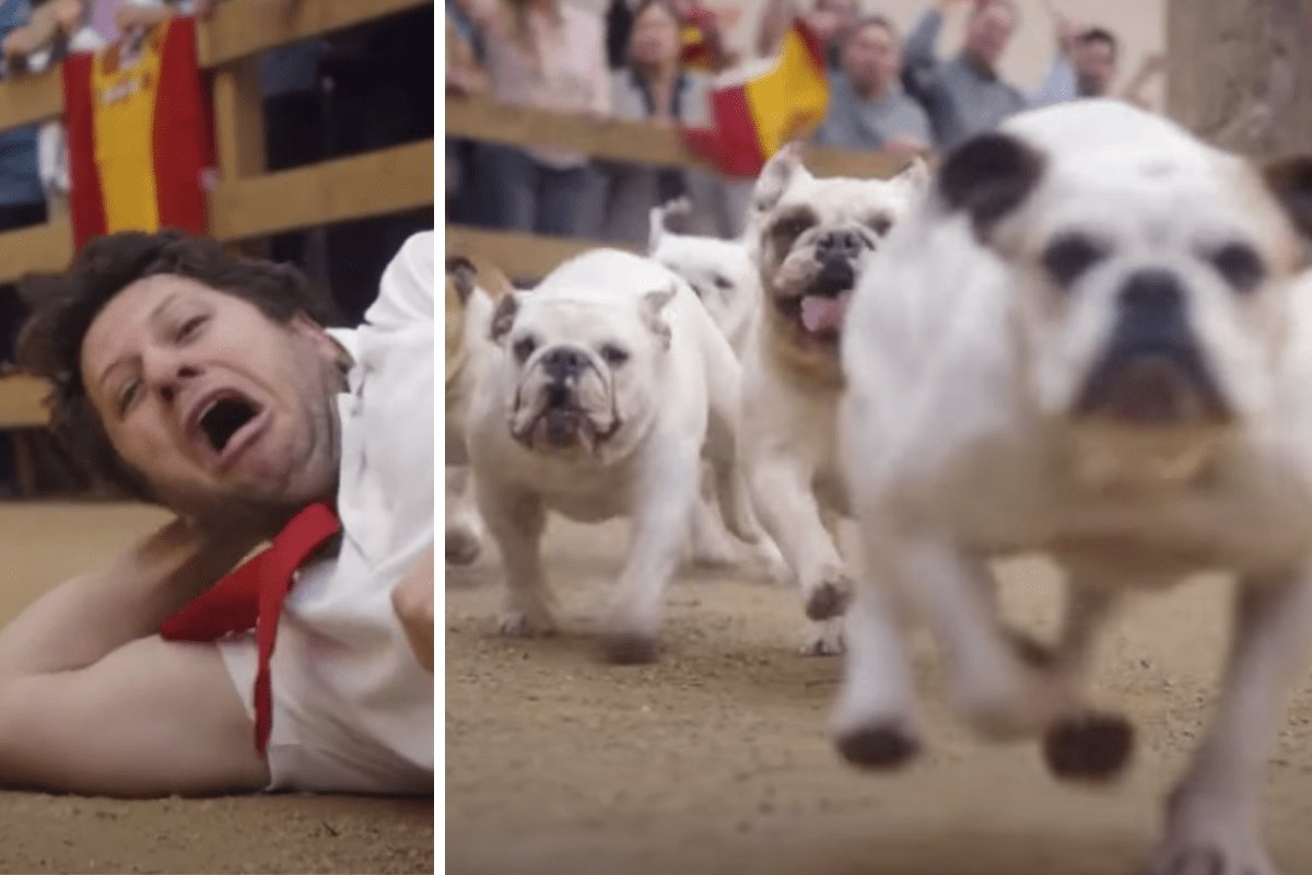 Running of the Bulldogs GEICO Commercial: The Real Meaning of Terror