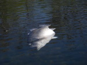 10 Fishing Photos Sure to Make Any Angler Cringe - Wide Open Spaces