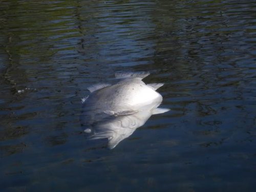 10 Fishing Photos Sure to Make Any Angler Cringe - Wide Open Spaces