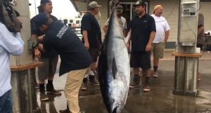 Video: Insane Boat-Side Tuna Strike Shows How Strong They Are - Wide ...