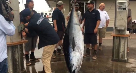 Video: Insane Boat-Side Tuna Strike Shows How Strong They Are - Wide ...
