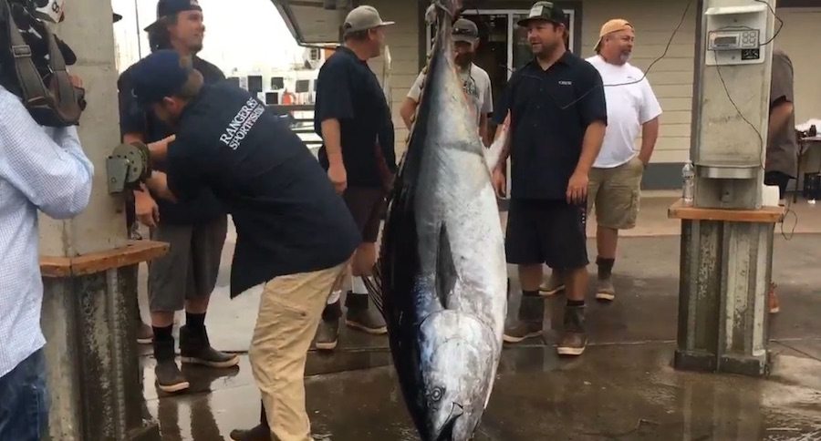 Video: Insane Boat-Side Tuna Strike Shows How Strong They Are - Wide ...