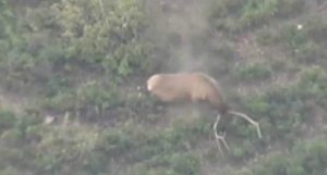 Trophy Bull Elk Takes Epic, Tumbling Spill - Wide Open Spaces