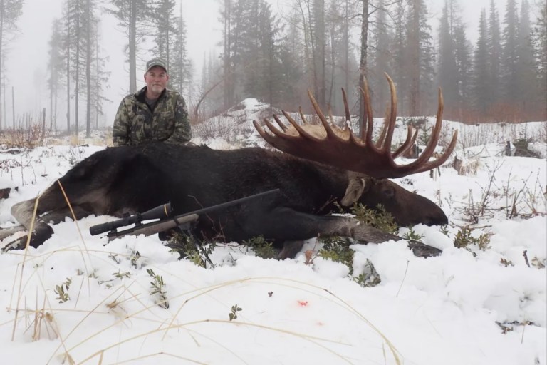 How Big Are Moose? The Largest Moose In Recorded History