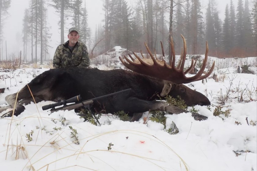How Big Are Moose? The Largest Moose In Recorded History