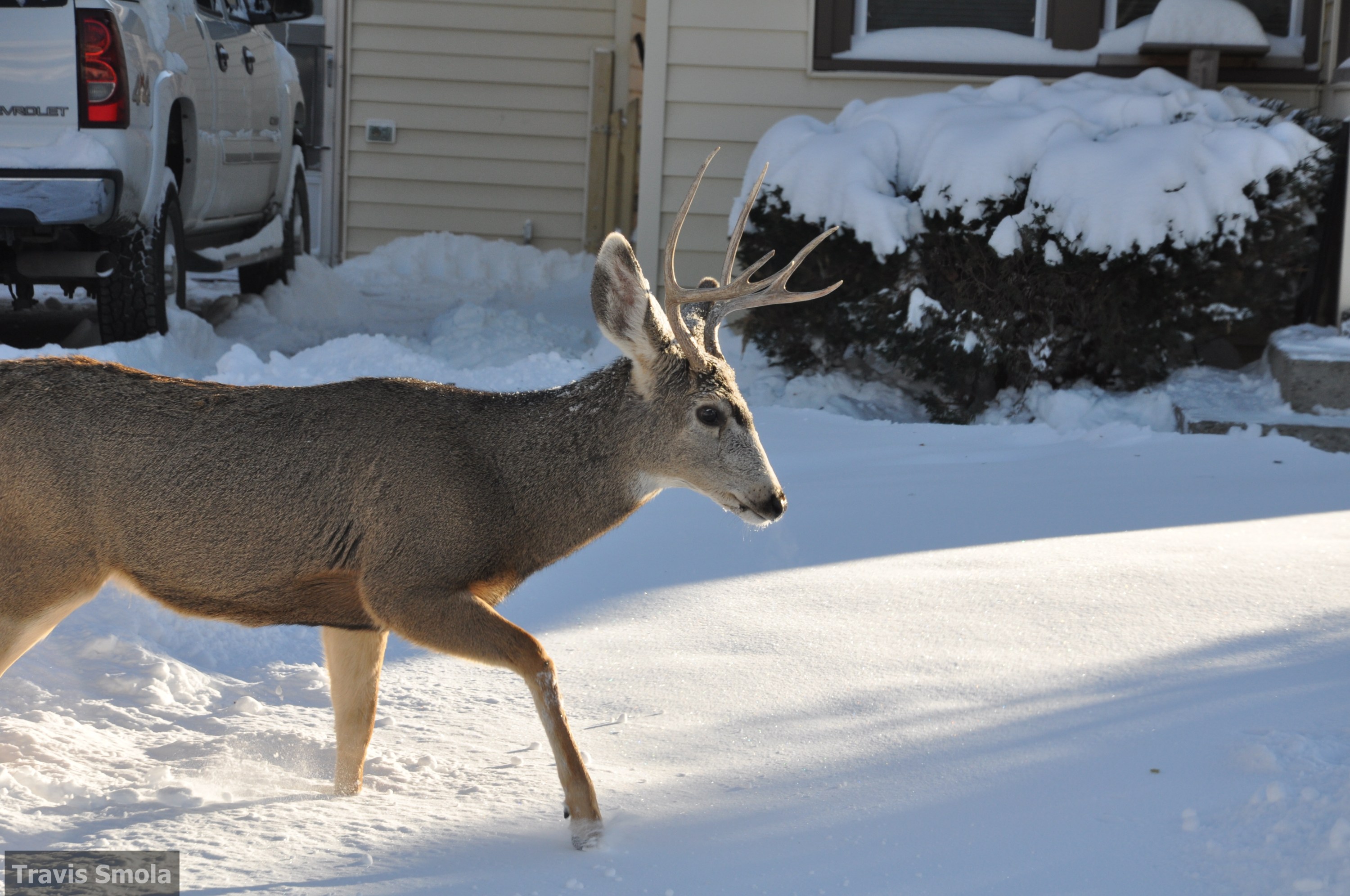 The Story of a Monster Wyoming Whitetail That Still Haunts My Dreams ...