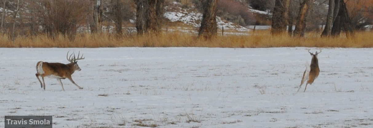 The Story of a Monster Wyoming Whitetail That Still Haunts My Dreams ...