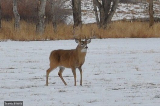 The Story of a Monster Wyoming Whitetail That Still Haunts My Dreams ...