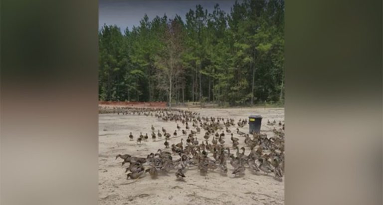 Waterfowl Season Opens Soon, Might Want to Sign up to Hunt Here - Wide ...