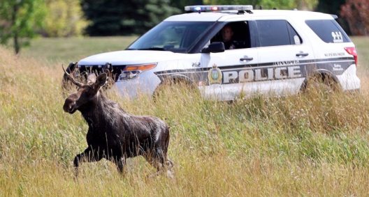 Meanwhile in Canada: Moose on the Loose Delays CFL Football Game - Wide ...