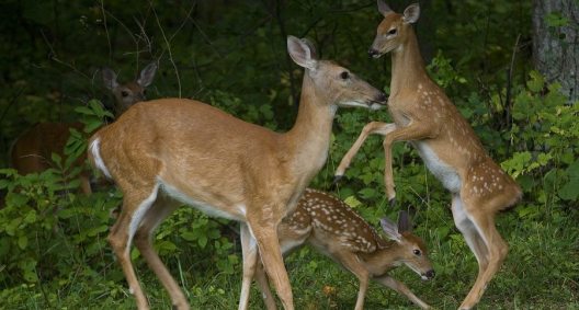 Rabid Deer Confirmed in North Carolina - Wide Open Spaces