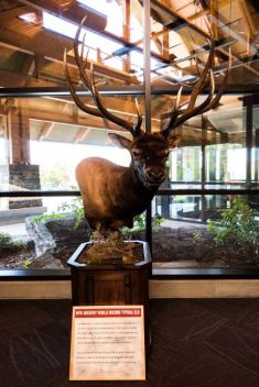 The Archery World Record Elk Is Now On Display For All To See - Wide ...