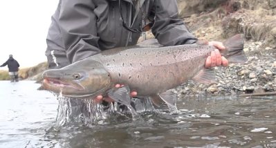 Check Out These Monster Sea-Run Brown Trout In Argentina - Wide Open Spaces