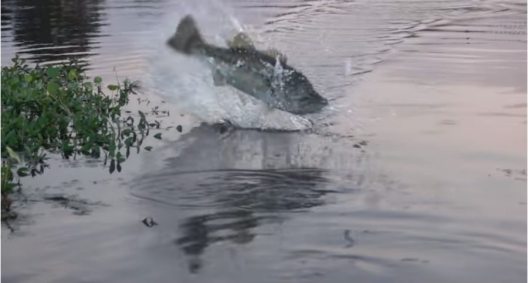 Video: Can a Bass Track its Prey Above the Water's Surface? - Wide Open ...