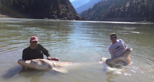 High-Flying Sturgeon Puts on Show for Idaho Kayakers - Wide Open Spaces