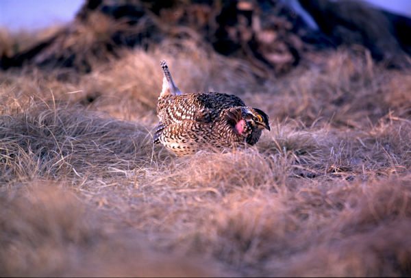 Sharp-Tailed Grouse: Michigan's Forgotten Game Bird - Wide Open Spaces