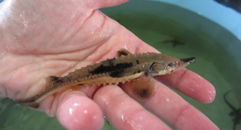 6,000 Lake Sturgeon Stocked to Restore Population in Michigan - Wide ...