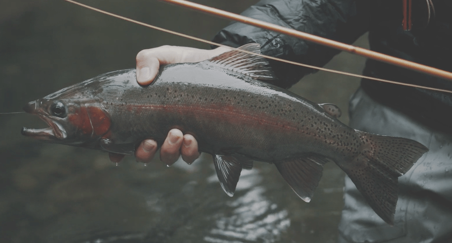There is Great Trout Fishing in Australia. Who Knew? - Wide Open Spaces