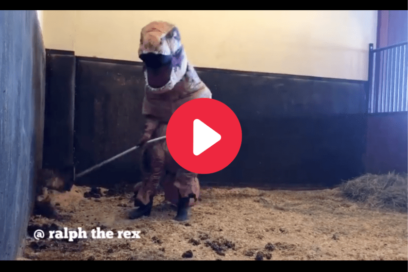 Things Get Messy When "Ralph The Rex" Does Barn Chores