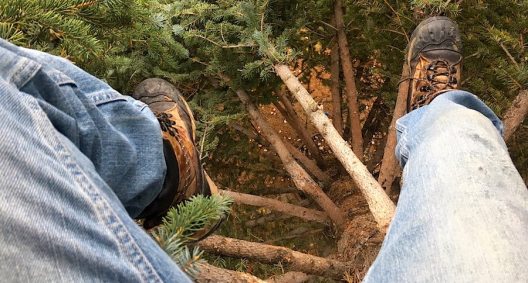 Tree Climbing: 10 Health and Stress Relief Benefits - Wide Open Spaces