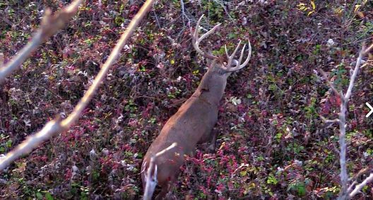 Why Passing This 180-Inch Deer Was the Right Thing to Do - Wide Open Spaces