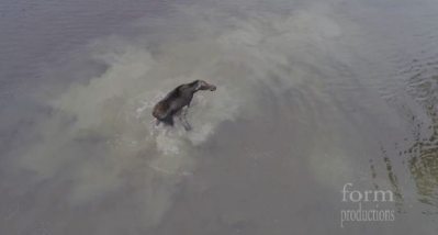 Drone Footage Captures Showdown Between Moose and Wolf - Wide Open Spaces