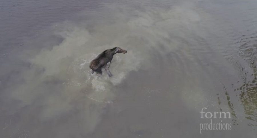 Drone Footage Captures Showdown Between Moose and Wolf - Wide Open Spaces