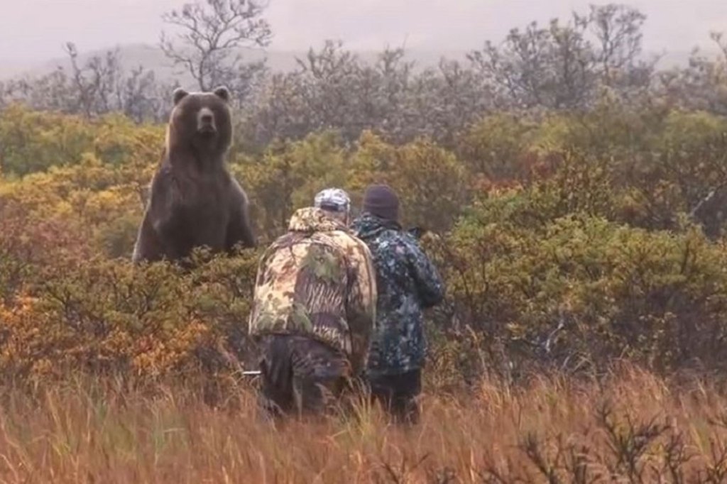 Massive Brown Bear Stands Face-to-Face With Bowhunters At Only 5 Yards ...