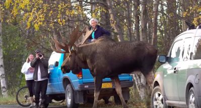 Would You Get This Close to a Bull Moose in the Rut for a Photo? - Wide ...