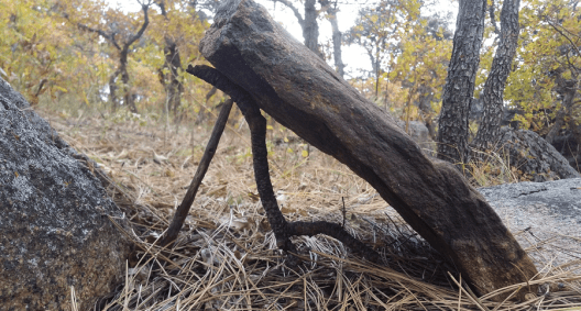 Can You Really Make an Effective Trap From Two Sticks and a Rock ...