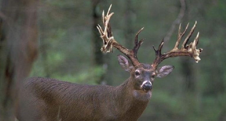 What Determines a Buck's Antler Color? - Wide Open Spaces
