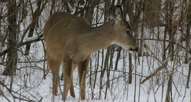 If Humans Have the Possibility to Contract CWD From Infected Deer Meat ...