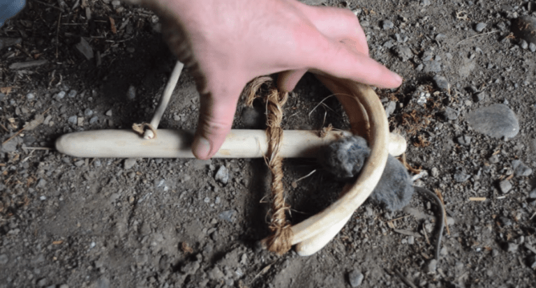 Make a Primitive Bow in an Afternoon with Only One Tool - Wide Open Spaces