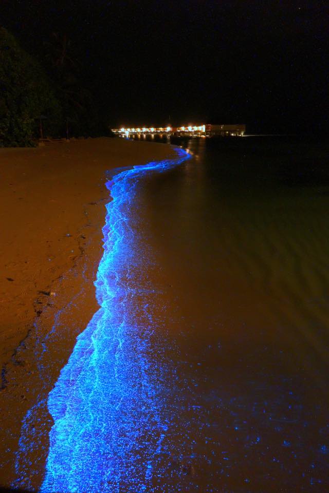 The Sea of Stars: What Causes This Insanely Beautiful, Natural ...